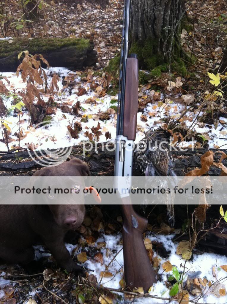 first moose...spike fork