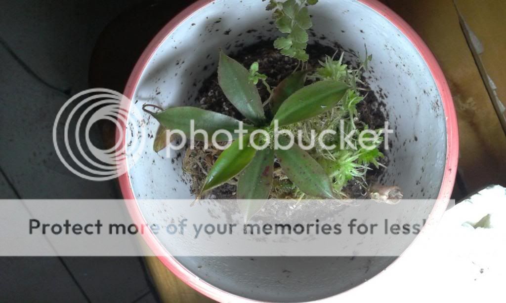 N.attenboroughii leaf spot problem - FlyTrapCare Forums