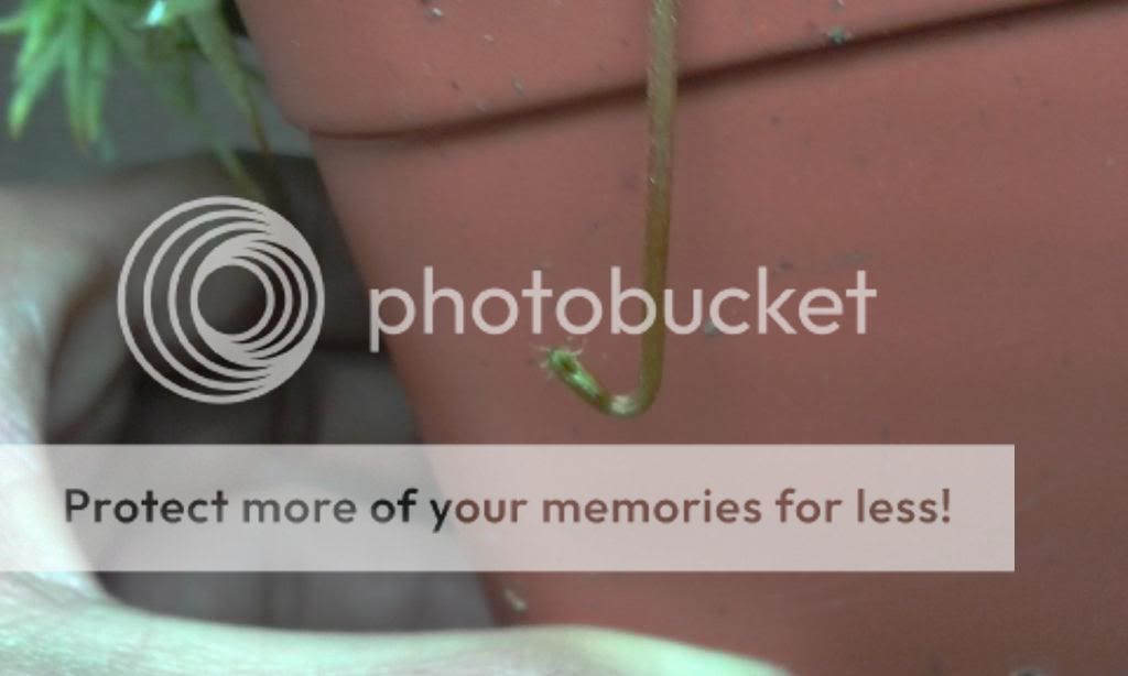 N.attenboroughii leaf spot problem - FlyTrapCare Forums